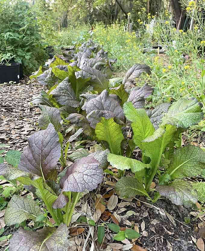 11. seminole heights community gardens red mustard