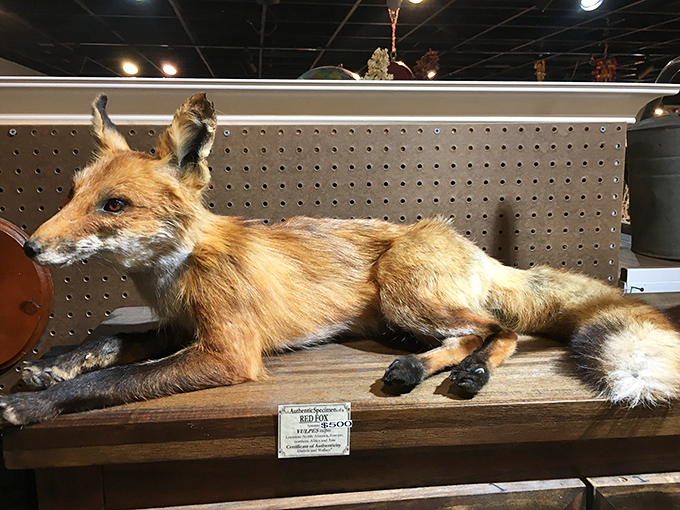 This preserved red fox, forever alert with its russet coat gleaming, brings wilderness charm to the most sophisticated home.