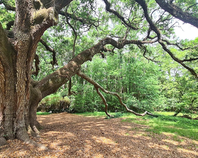 The great oak's massive branches reach outward like nature's architecture, creating living rooms without walls.