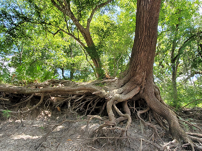 Nature's architecture revealed: centuries-old tree roots create living sculptures along the spring banks, their patterns more intricate than any human design.