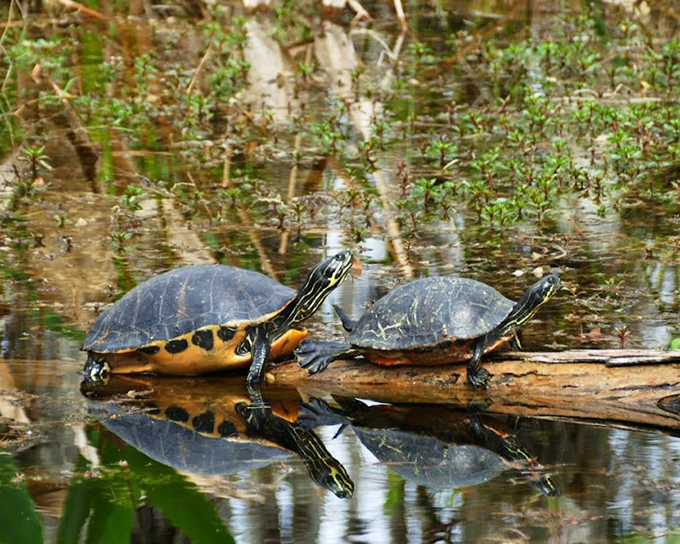 These sunbathing turtles have perfected the art of relaxation &ndash; something we could all learn from.