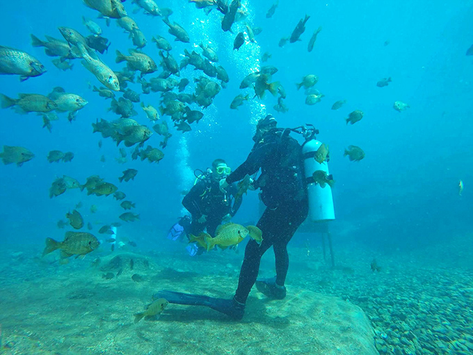 The underwater world of Vortex Spring reveals itself to divers &ndash; a realm where fish seem more curious about humans than humans are about them.