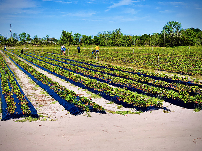 Social distancing was never more delicious than in these well-spaced rows of strawberry plants ready for picking.