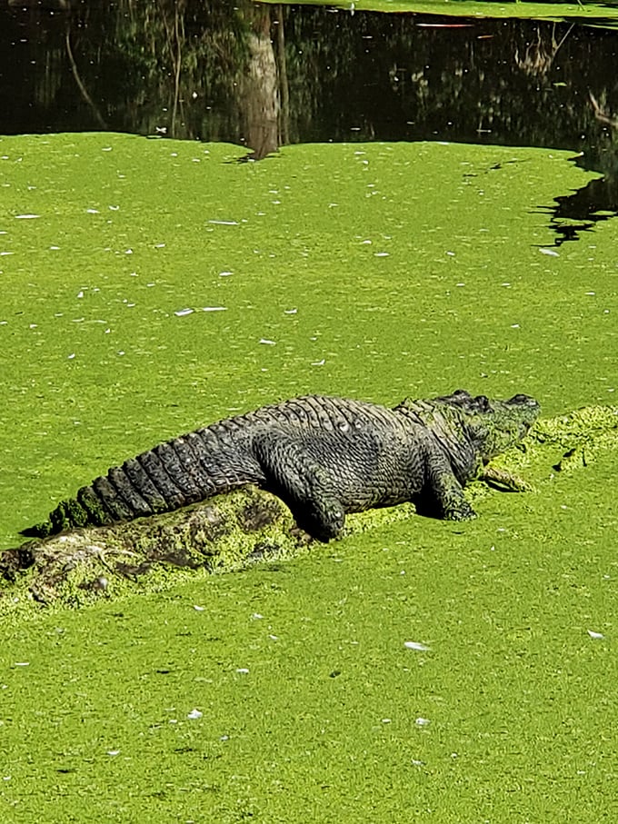 Sunbathing, alligator-style&mdash;on a bed of neon green duckweed that's nature's version of memory foam.