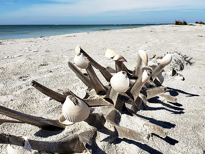 Nature's artistic arrangement of angel wing shells creates a beachcomber's treasure map, each delicate specimen telling stories of ocean journeys.
