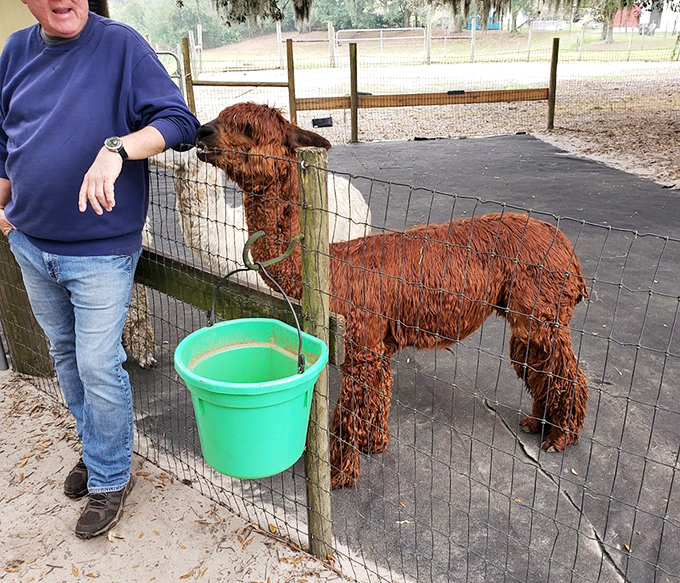 This cinnamon-colored charmer seems to be contemplating whether your outfit meets their high standards of fashion excellence.