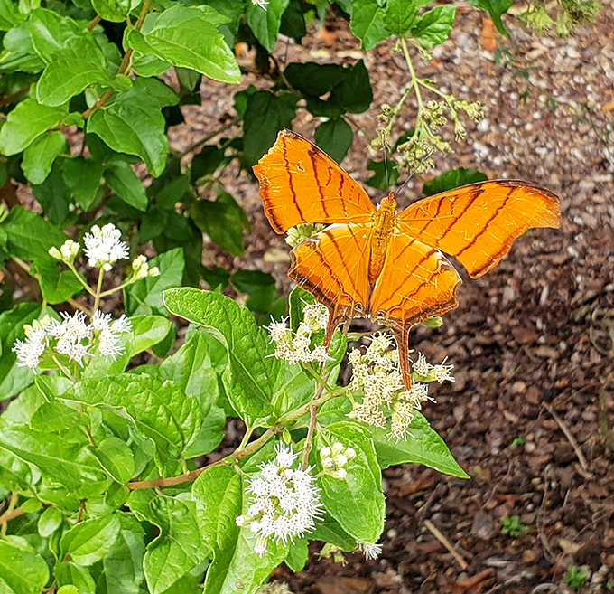 An orange butterfly pauses for a moment of zen, displaying wings that look like they were painted by a meticulous artist.