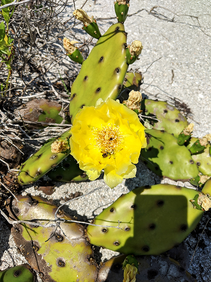 A prickly pear cactus blooms brilliantly against sandy soil, proving Florida's barrier islands host surprisingly diverse ecosystems.