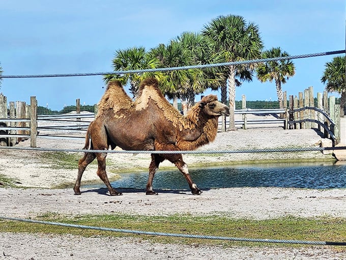 The camel struts through Florida like he's thinking, "Wait till the other camels hear where I'm vacationing this year!"
