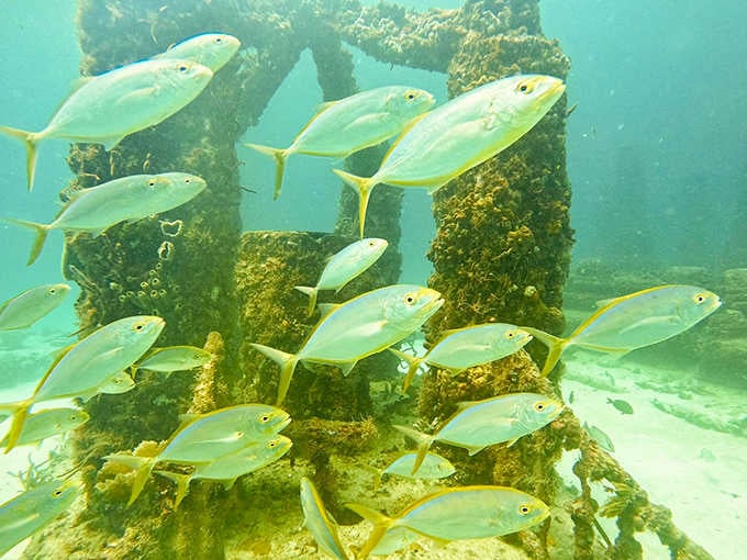 Ethereal blue waters frame the reef's architectural elements, where sunbeams create natural spotlights on this underwater stage.