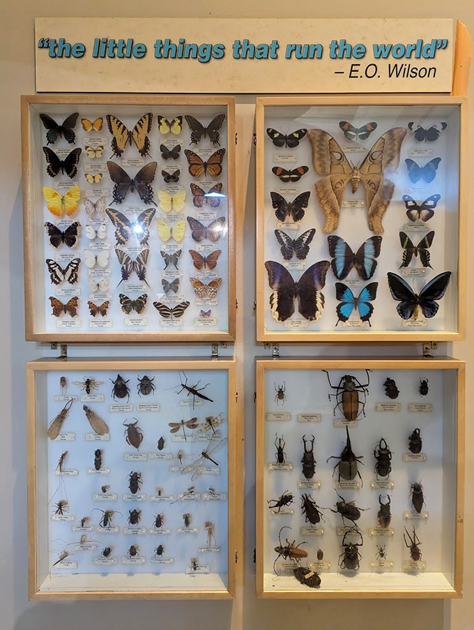 The little things that run the world &ndash; E.O. Wilson's wisdom illustrated through meticulously preserved butterflies and insects that power our ecosystems.