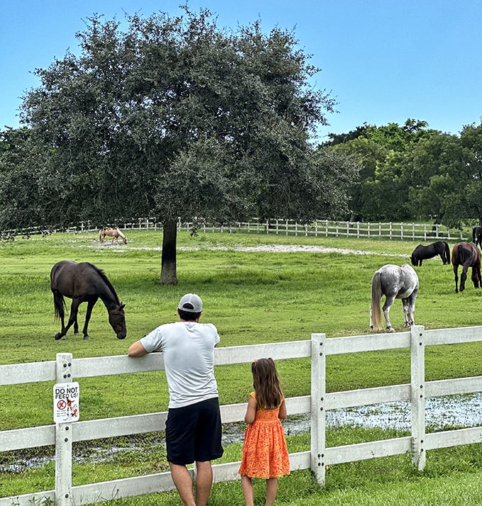 Beyond the tracks, visitors enjoy watching horses graze in nearby pastures. This multi-attraction park offers plenty to see between train rides.