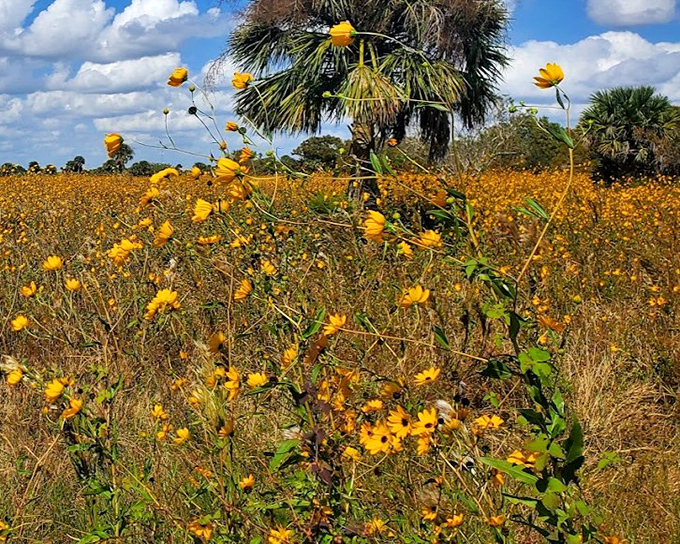 Florida's golden hour &ndash; where wildflowers paint the landscape in sunshine hues and palm trees stand as nature's exclamation points.