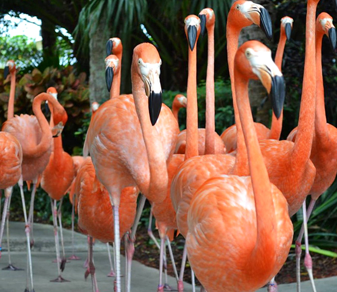 "We're not just standing around &ndash; this is an important flamingo conference about water quality and fashion trends."