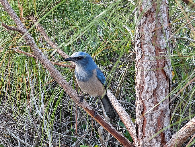 The Florida Scrub Jay's brilliant blue plumage stands out against pine branches, making these threatened birds surprisingly easy to spot.