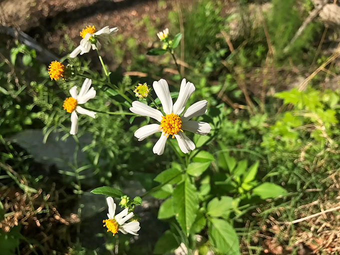 Nature's confetti – wildflowers dot Belmore's forest floor, throwing their own celebration of spring without any cleanup required.
