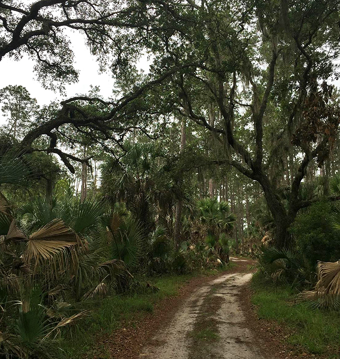 A dirt road tunnels through dense palmettos and oaks, beckoning adventurers to discover what lies beyond the next bend.