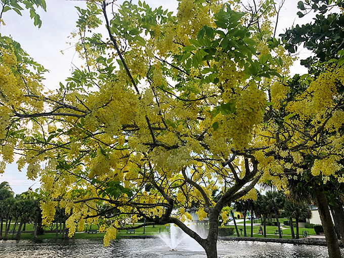 Golden canopy: This shower tree bursts with sunshine-colored blossoms, nature's version of confetti celebrating another perfect Florida day.