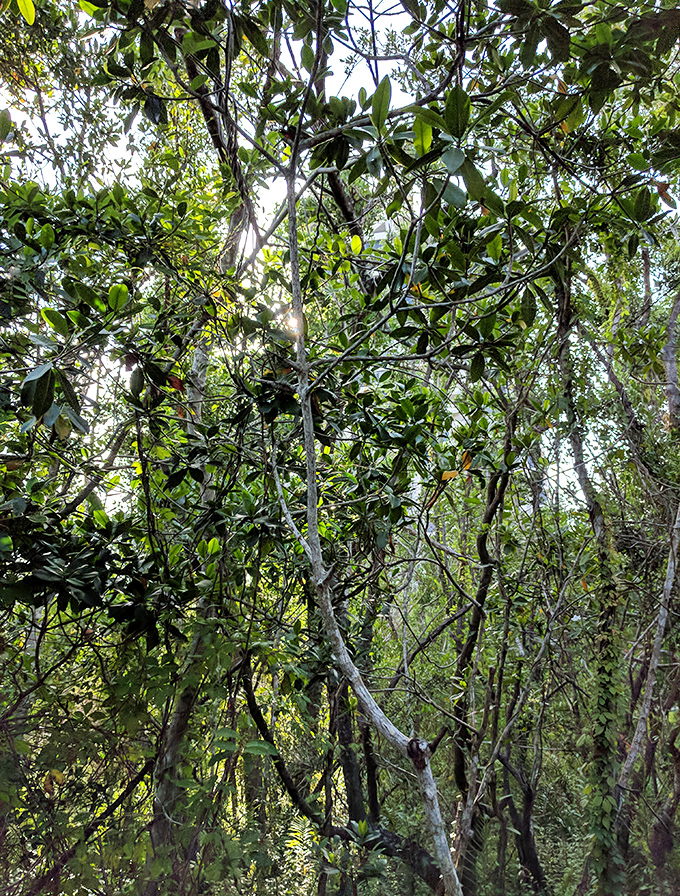 The dense mangrove canopy creates a natural greenhouse effect, where sunlight dapples through leaves creating an ethereal underwater-like glow on land.