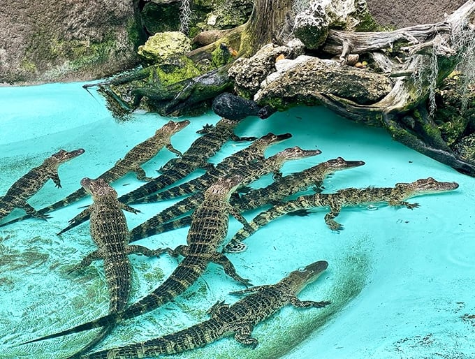 Young alligators bask in their turquoise pool &ndash; living dinosaurs that have remained virtually unchanged for millions of years.