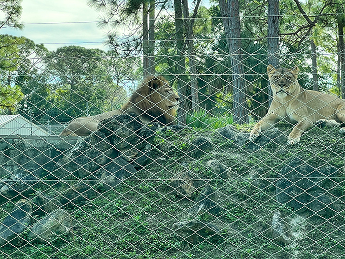 The king and queen of the jungle survey their Florida kingdom from a shady vantage point, regal even in repose.