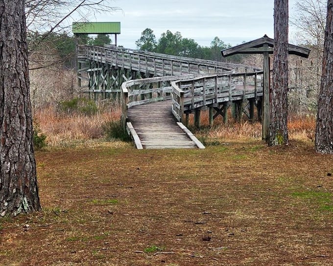 The observation platform rises from the landscape like a wooden ship sailing through a sea of wetland wilderness.