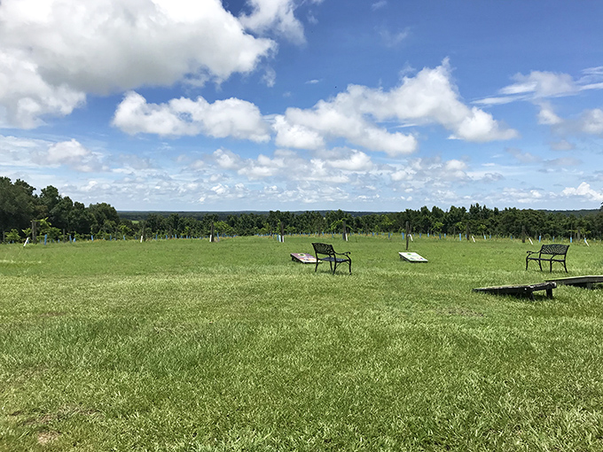 Between vineyard rows, benches invite visitors to pause and soak in the pastoral beauty that feels worlds away from Florida's beaches.