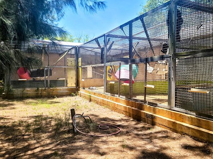 Outdoor enclosures: The sanctuary's thoughtful design balances the residents' need for stimulation with peaceful retreats, creating neighborhoods as unique as their inhabitants.