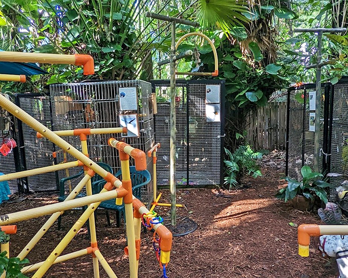 These aren't just enclosures&mdash;they're luxury condos for the feathered elite, complete with all the amenities a discerning parrot could desire.
