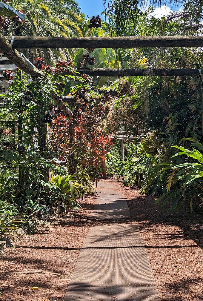 This jungle pathway promises adventure at every turn, with the canopy above alive with the rustling movements of curious primates.