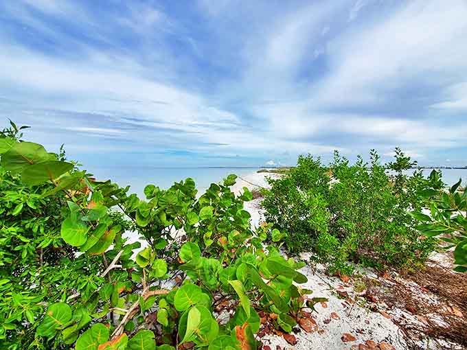 Coastal vegetation thrives alongside pristine beaches, nature's perfect example of work-life balance.