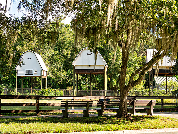 Rustic benches invite visitors to settle in for nature's greatest show, offering front-row seats to the nightly bat spectacular.