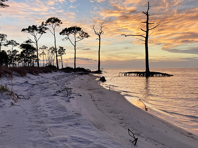 Nature's canvas: Lone trees stand like sculptures against the sunset, creating a scene worthy of a gallery wall.