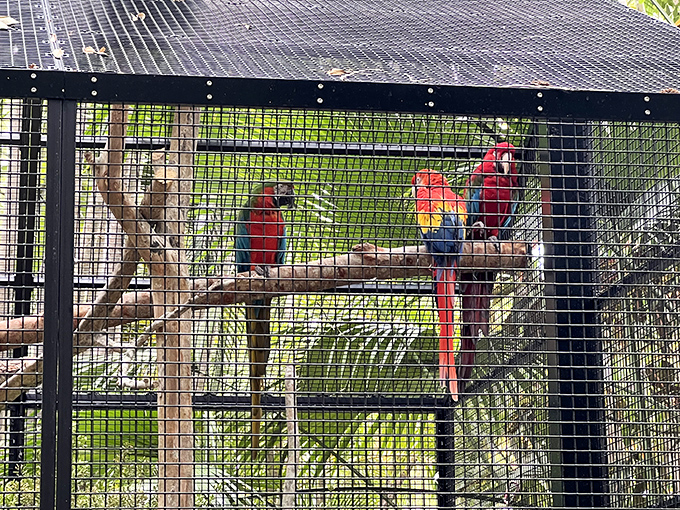 Scarlet macaws showcase nature's most flamboyant color scheme, like feathered artists who refused to be limited by conventional palettes.