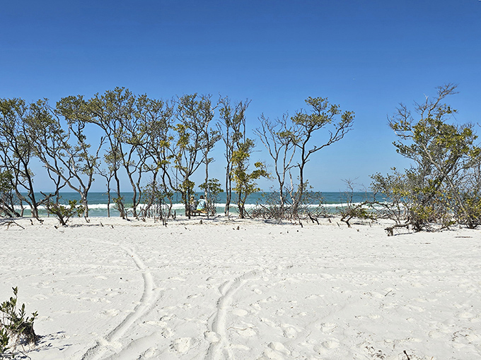 Weathered trees stand sentinel on pristine shores, their twisted forms sculpted by countless Gulf storms and salty breezes.