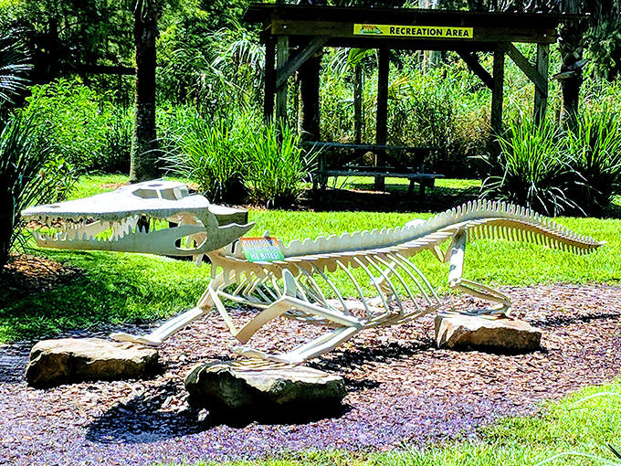 This artistic crocodilian skeleton sculpture greets park visitors, offering a glimpse into the prehistoric origins of Florida's most famous reptilian residents.