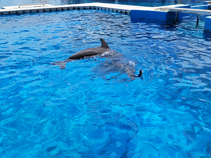 Cutting through blue waters with precision that would make Olympic swimmers envious, this dolphin demonstrates the perfect hydrodynamic form nature designed.