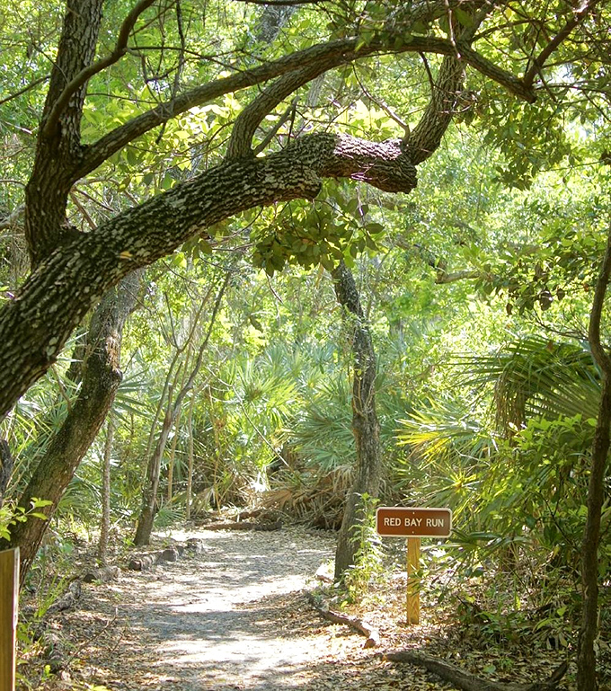 The Red Bay Run trail invites hikers to discover the park's inland treasures, where ancient oaks create cool, dappled shade.