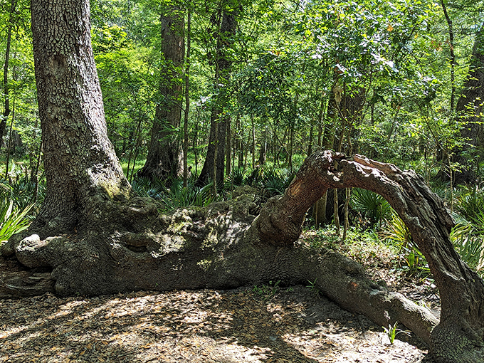 Ancient tree roots create natural art installations, showcasing nature's patient craftsmanship over countless seasons.