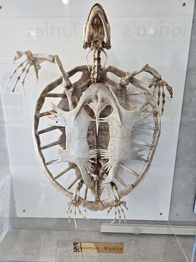 This preserved skeleton reveals the ancient architecture that's helped sea turtles survive for over 100 million years &ndash; a masterpiece of evolutionary engineering.