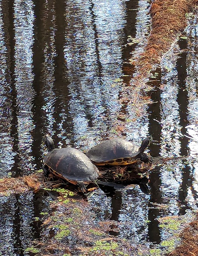 Turtles stack themselves like living sculptures on a log, competing for prime sunbathing real estate in the dappled light.