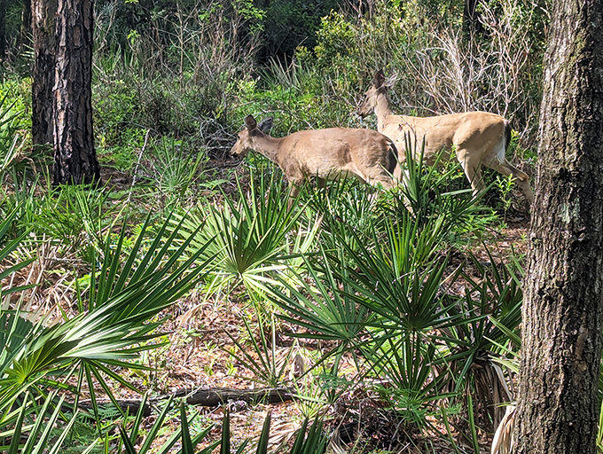 These graceful deer move through the underbrush with balletic precision, momentarily pausing as if posing for a wilderness portrait.