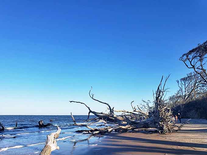Weathered branches reach toward the horizon like bony fingers, creating a hauntingly beautiful silhouette against the sky.