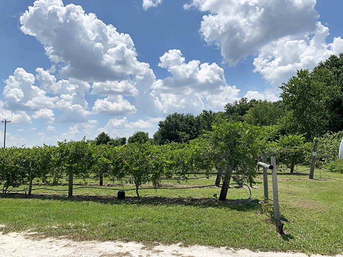 Rows of carefully tended vines stretch across the property, soaking up Florida sunshine and transforming it into unexpected wine varieties.