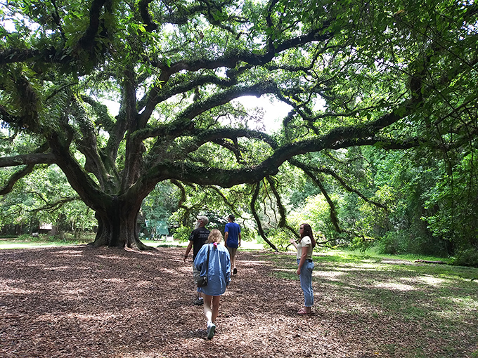 Shared wonder: Visitors experience the magic of standing beneath the ancient oak, where everyone becomes small against nature's grandeur.
