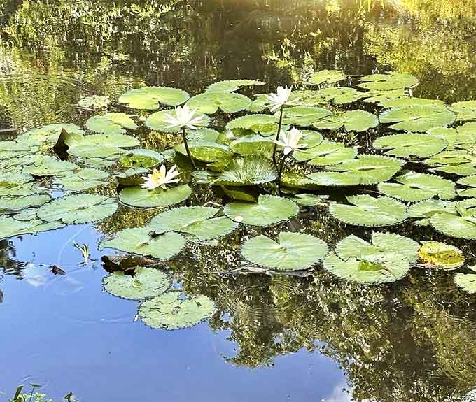 Delicate water lilies open to greet the morning sun, their perfect symmetry making even the most amateur photographer look like a pro.