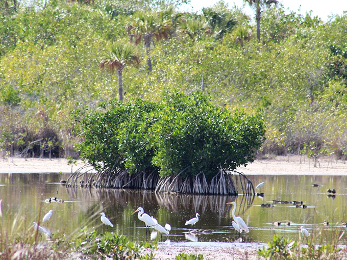 Mangrove islands create nature's perfect nursery, where wading birds gather for all-you-can-eat seafood buffets without waiting in line.