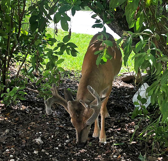 A magnificent buck displays his antlers &ndash; nature's crown jewels that somehow make him look both majestic and slightly overdressed.