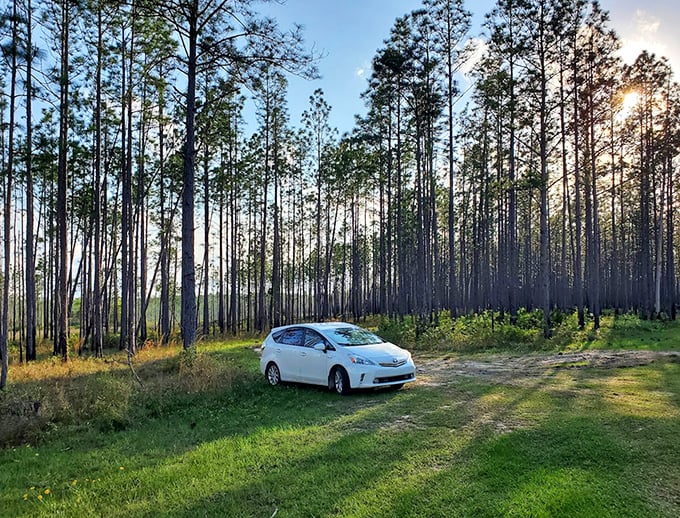 Even vehicles seem to pause in reverence, dwarfed by the majestic pines that create nature's own parking paradise.