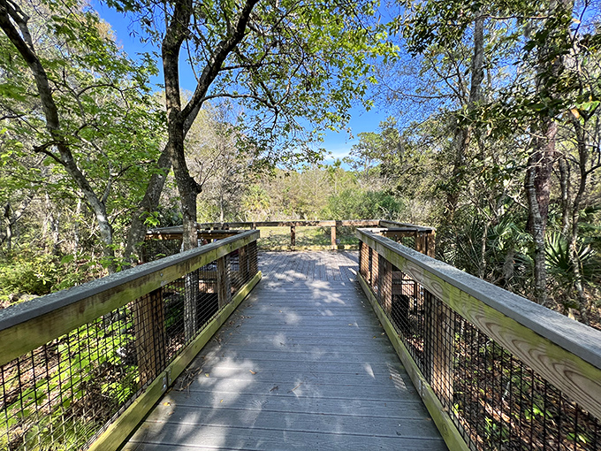This wooden boardwalk leads adventurers through Florida's natural splendor, promising wilderness views without the muddy shoes.